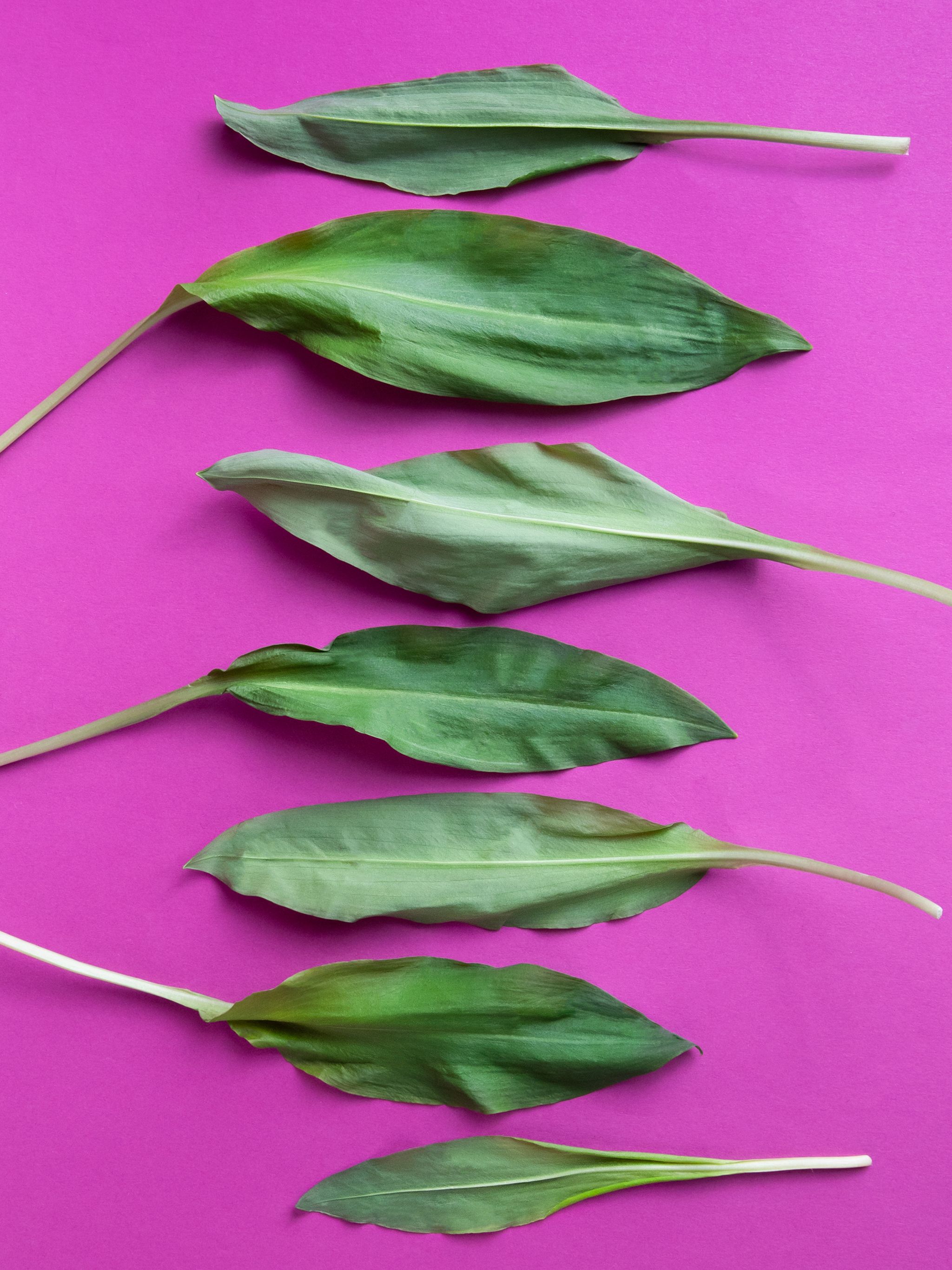 Everything You Need to Know About Preparing and Storing Wild Garlic ...