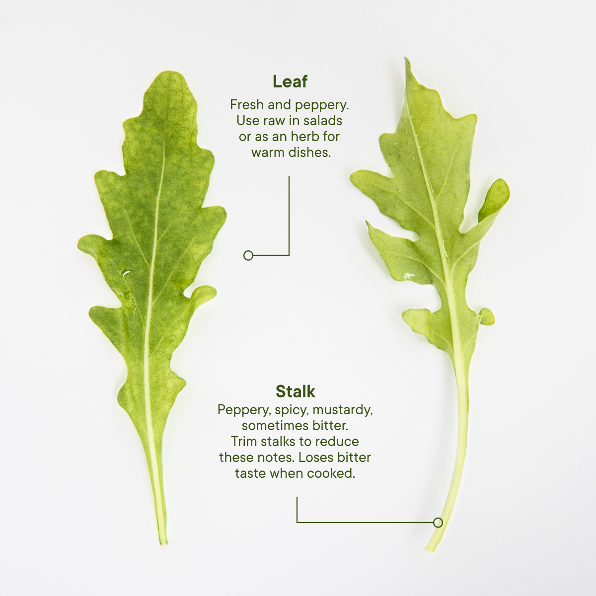 Everything to Know About Preparing and Storing In-Season Arugula ...