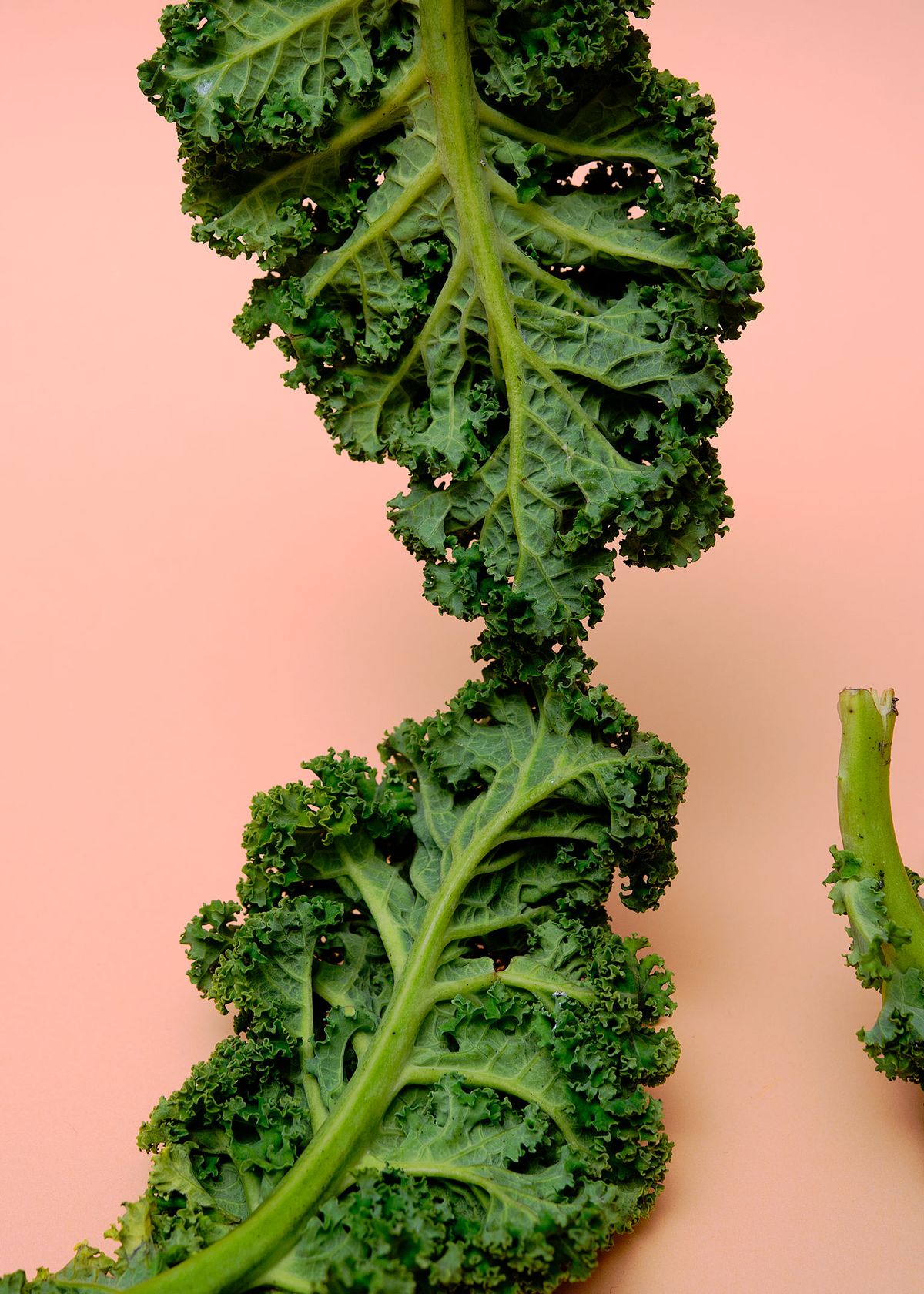 Everything to Know About Cooking and Shopping for In Season Kale ...