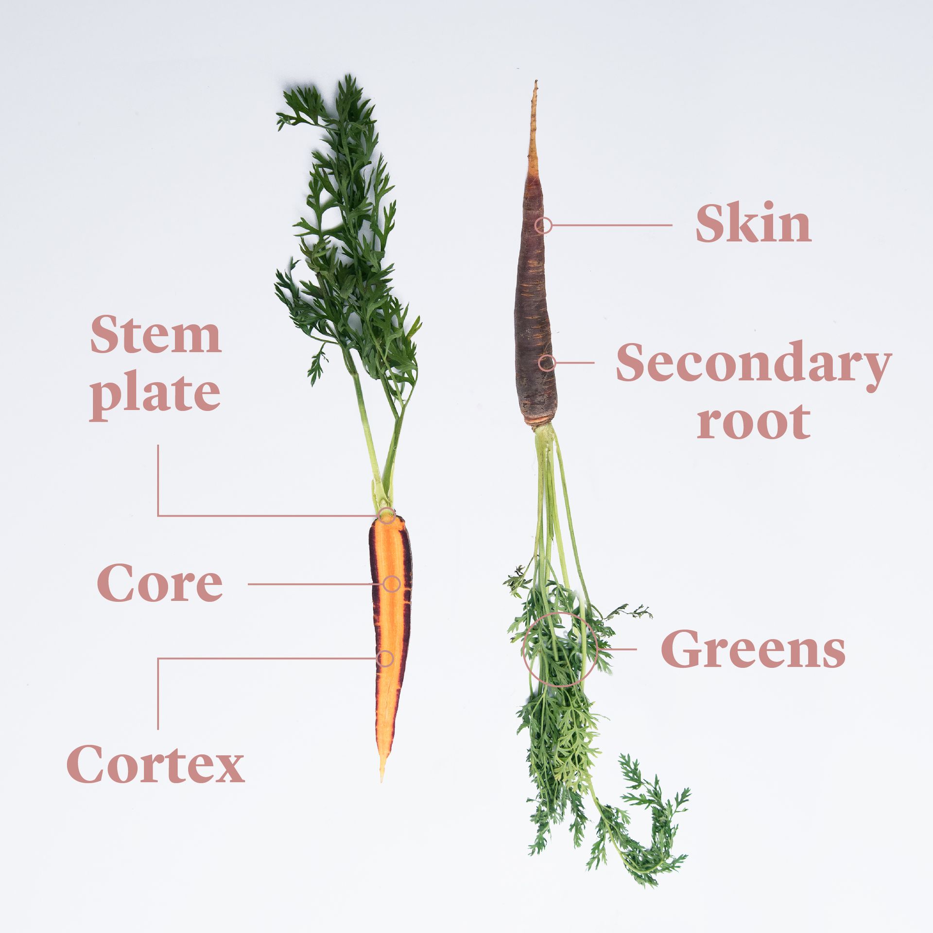Everything to Know About Cooking and Shopping for In Season Carrots ...