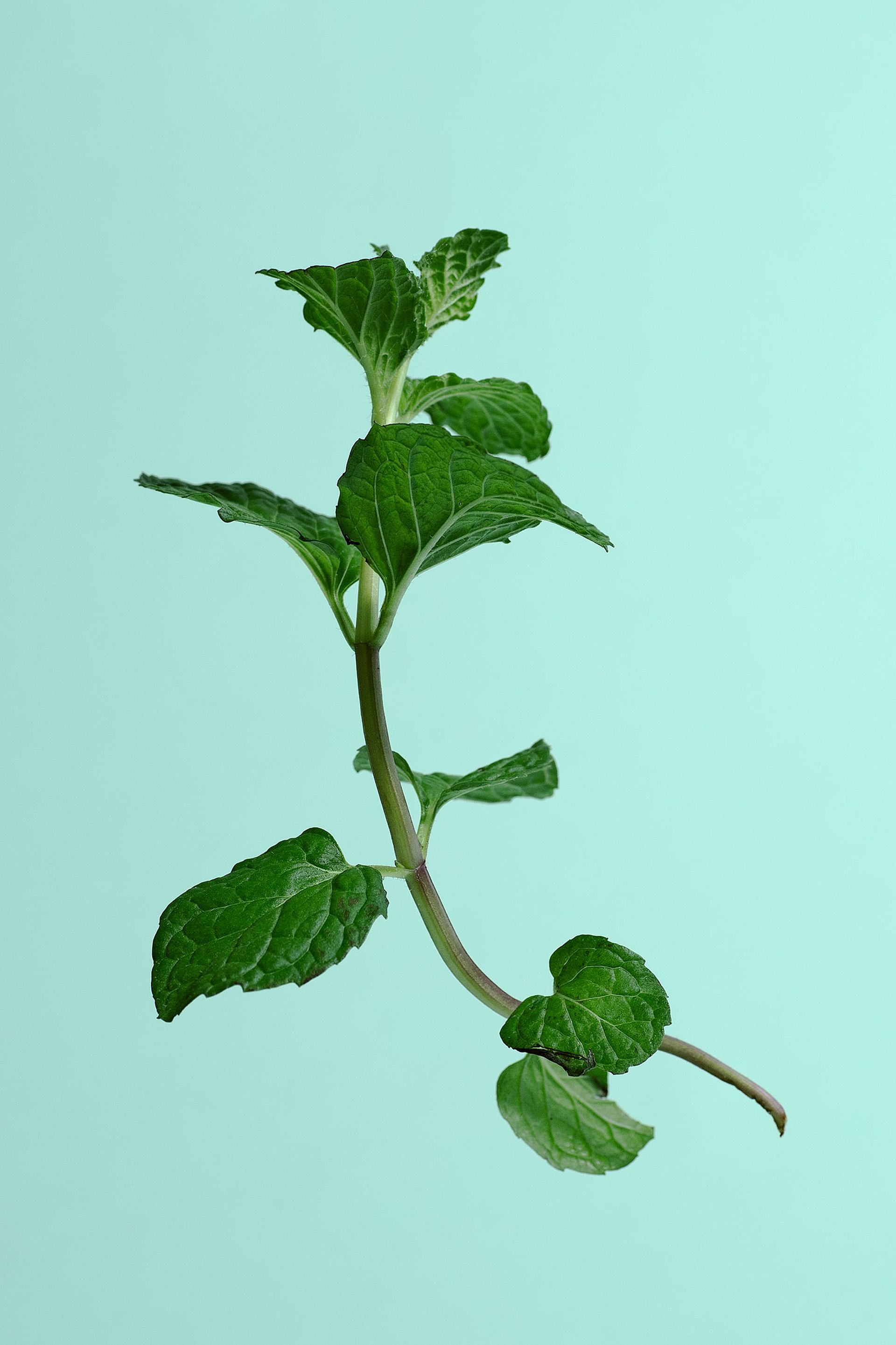 Everything You Need to Know About Cooking and Shopping for In Season ...