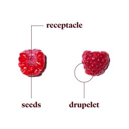 Everything to Know About Shopping, Storing, and Preparing In Season ...