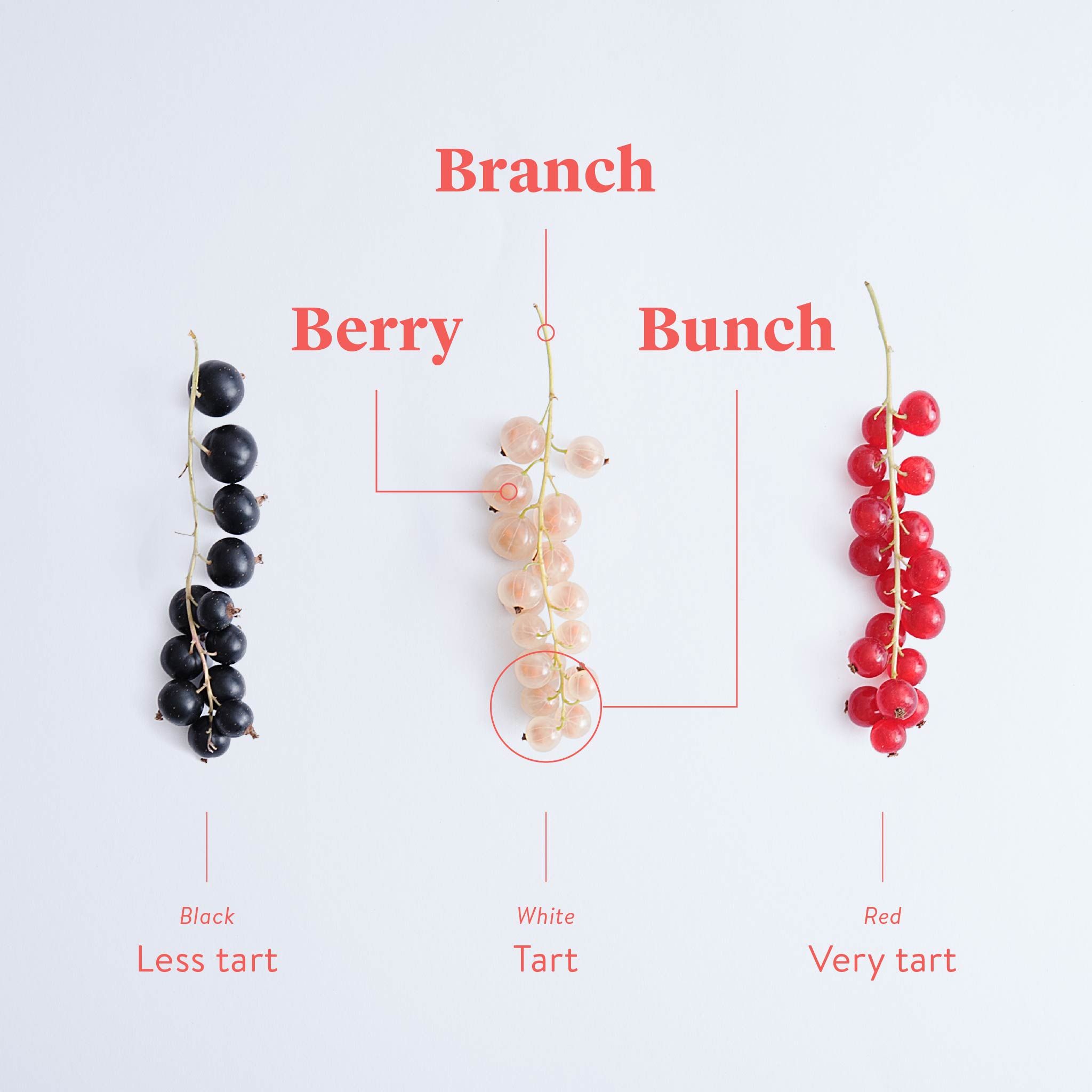 Everything to Know About Cooking and Shopping for In Season Currants ...