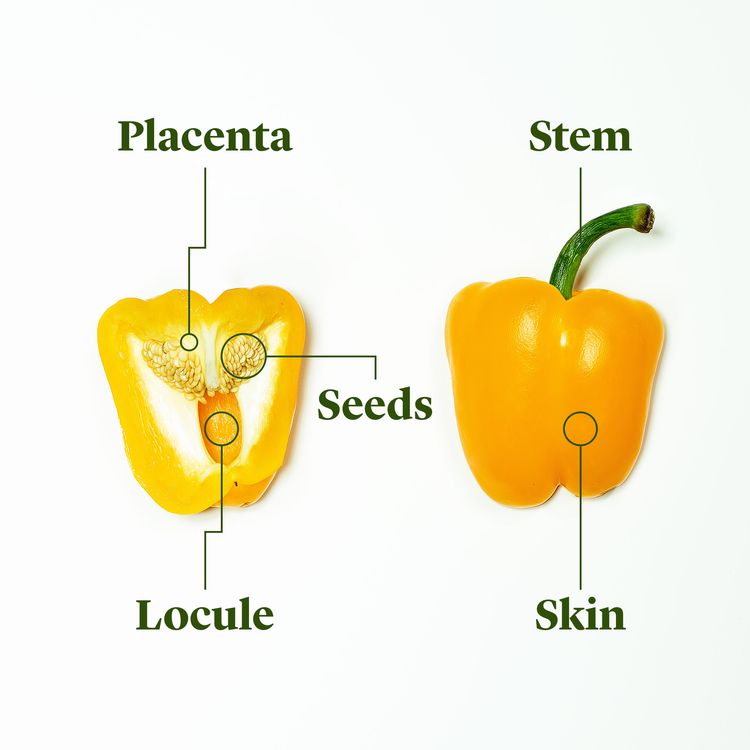 Now in Season: Buying, Storing, and Preparing Bell Pepper Properly ...