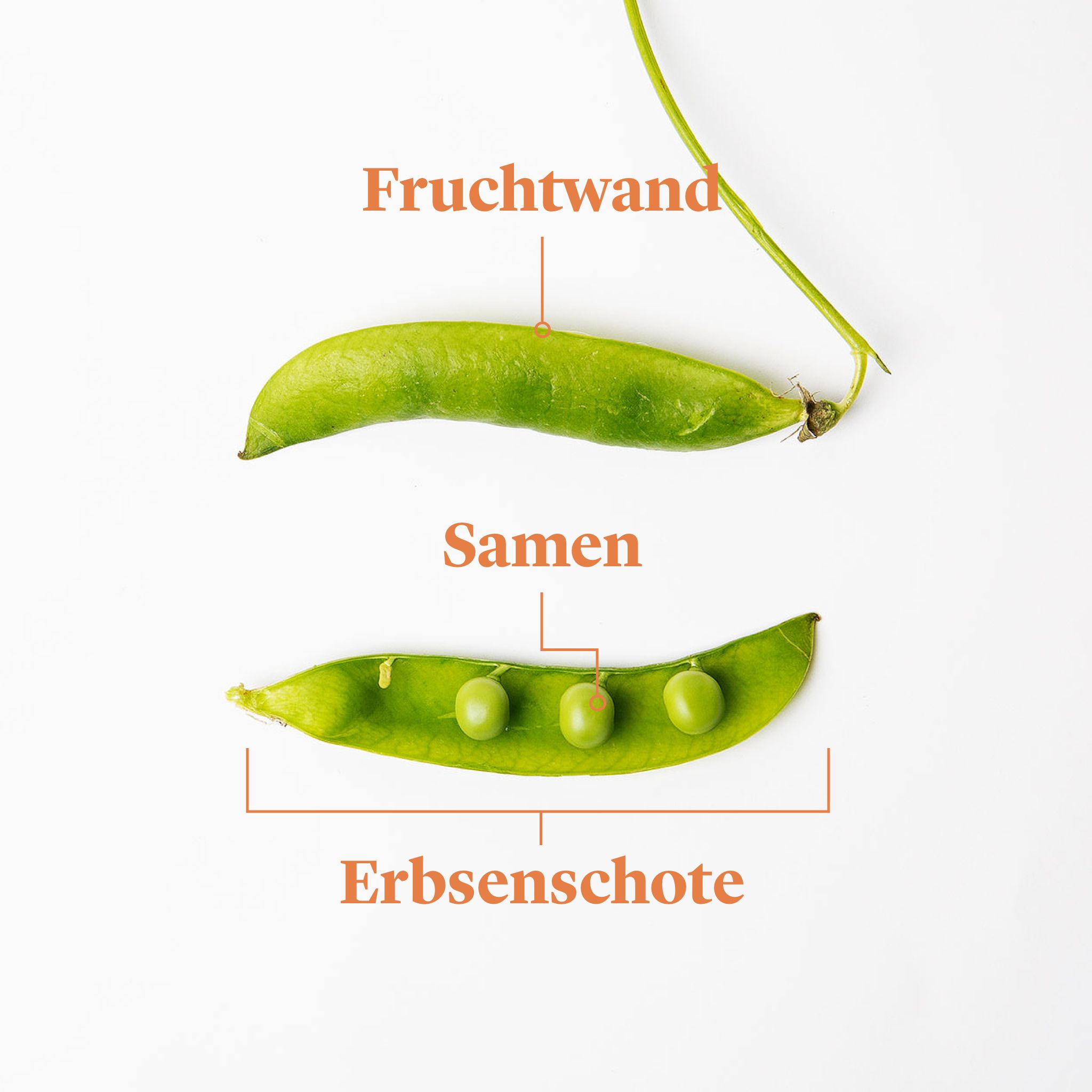 Jetzt in Saison: Erbsen richtig kaufen, lagern und zubereiten | Stories ...