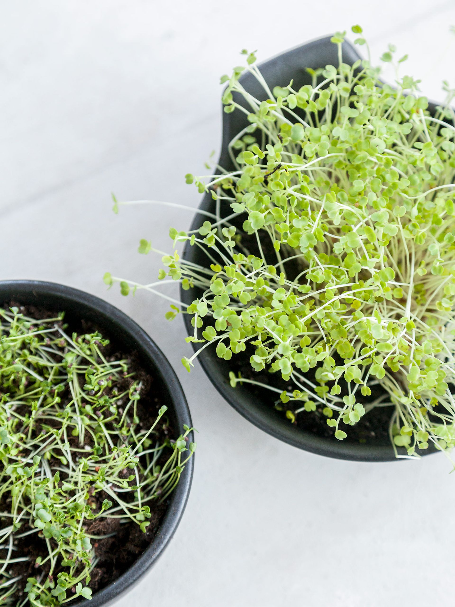 The Beginner’s Guide to Growing Microgreens | Stories | Kitchen Stories