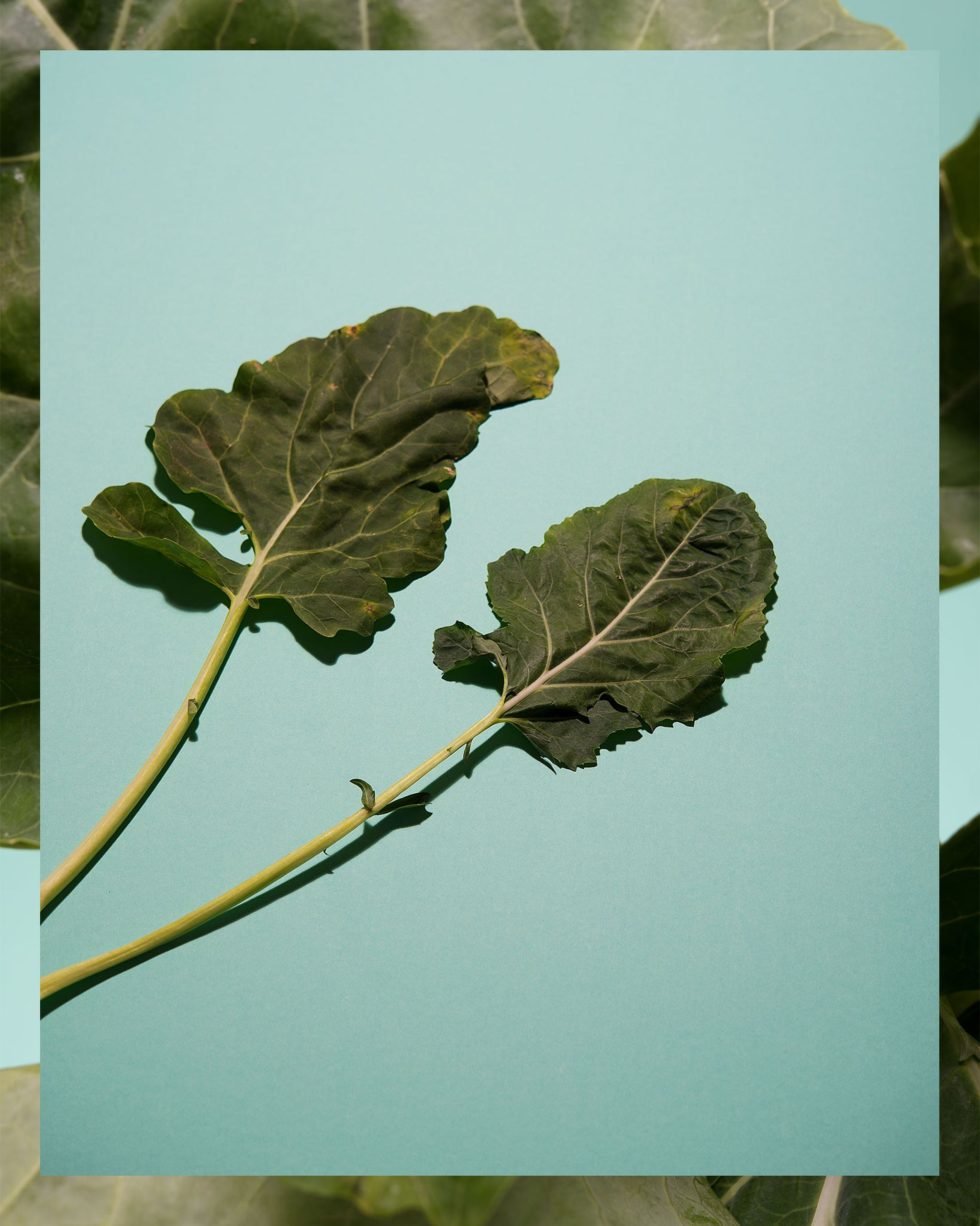 Everything to Know About Cooking and Shopping for In Season Kohlrabi ...