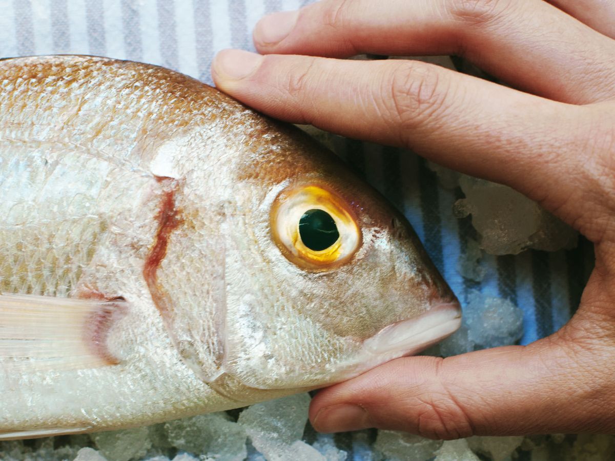 Finding the Freshest Fish Possible | Stories | Kitchen Stories