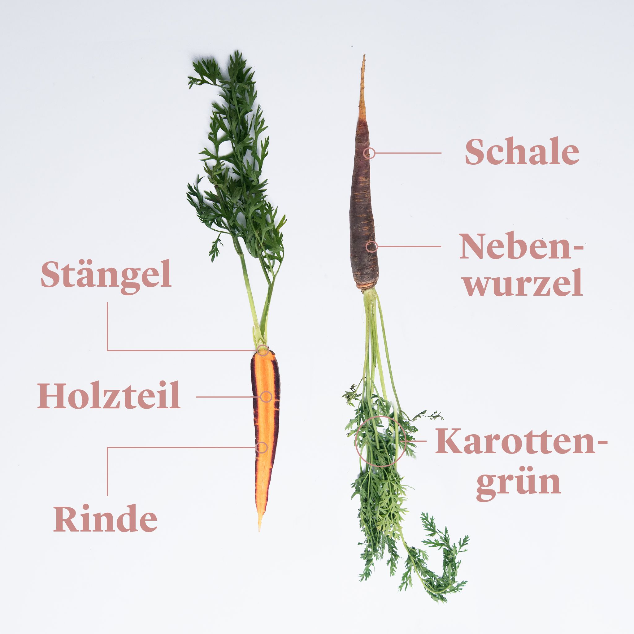 Jetzt in Saison: Karotten richtig kaufen, lagern und zubereiten ...