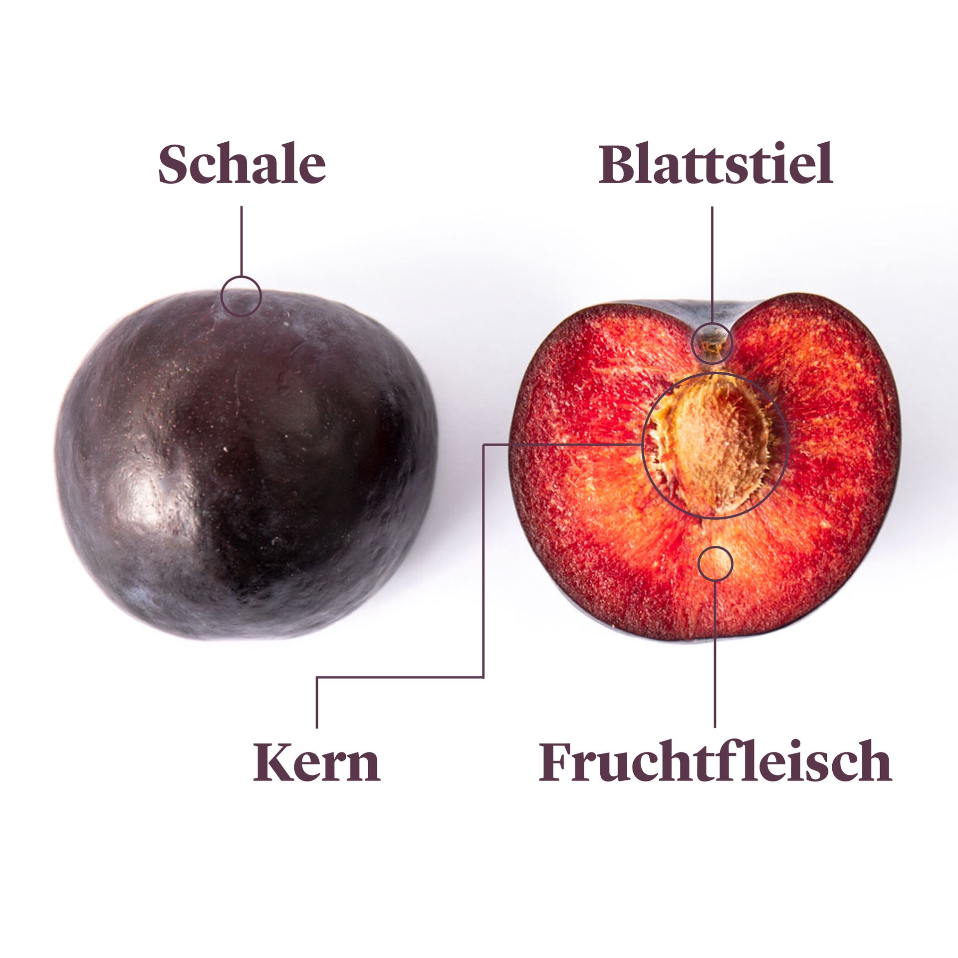 Jetzt in Saison: Pflaumen richtig kaufen, lagern und zubereiten ...