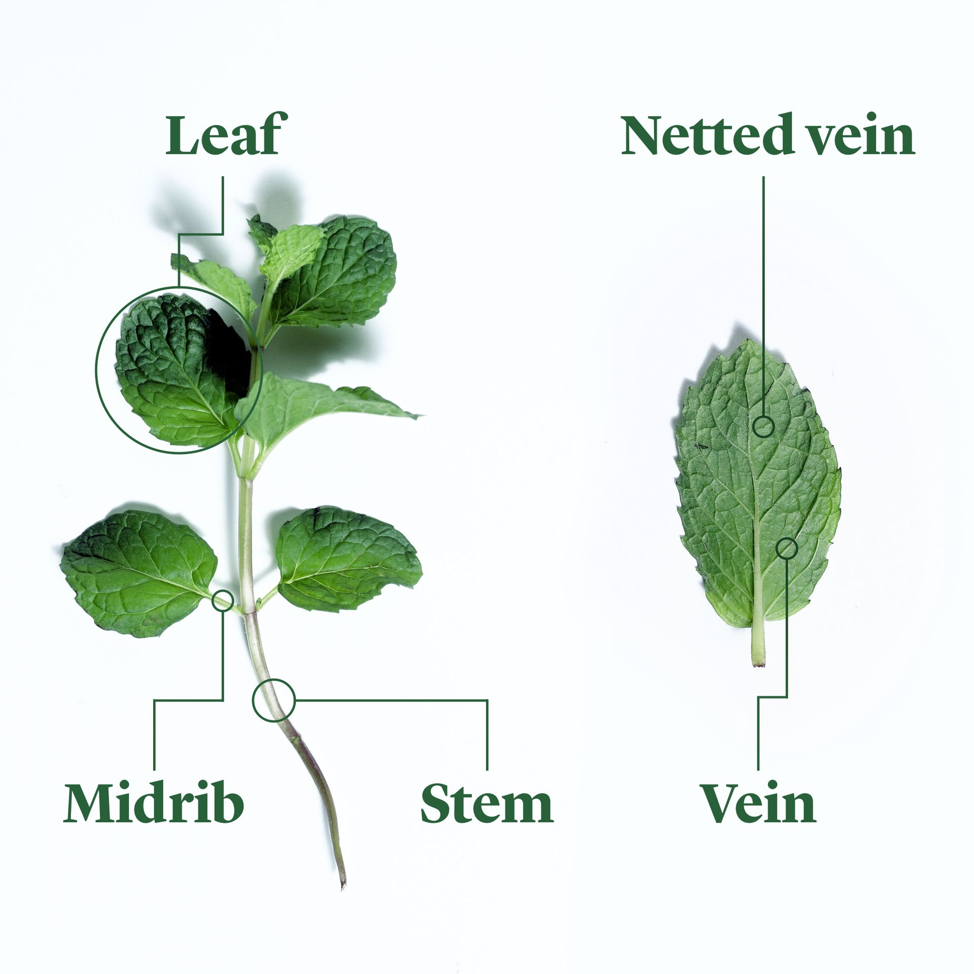 Everything You Need to Know About Cooking and Shopping for In Season ...