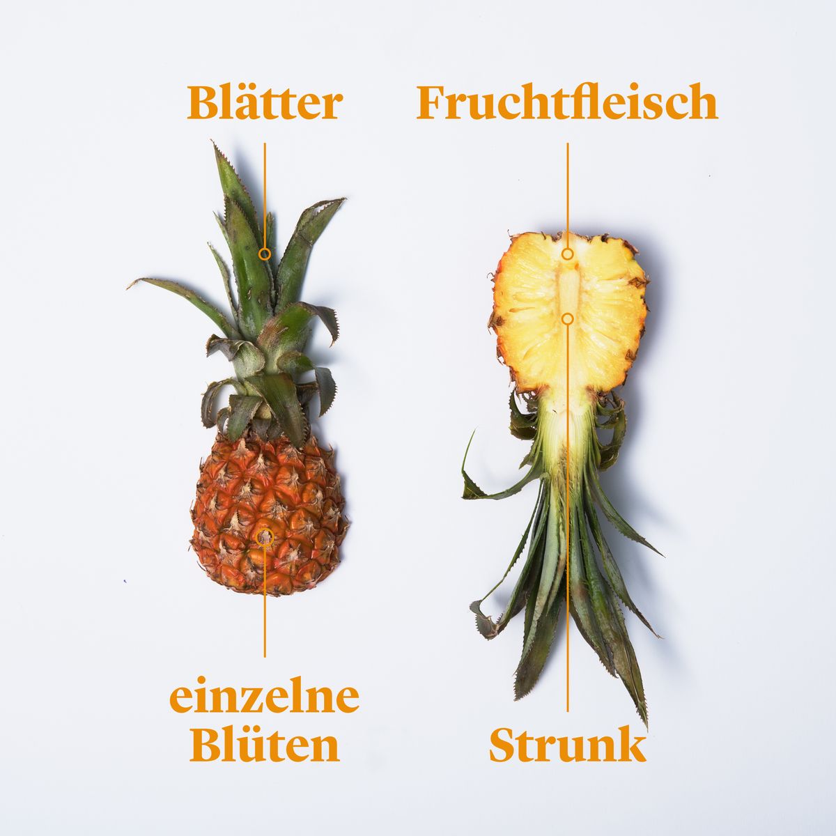 Jetzt in Saison: Ananas richtig kaufen, lagern und zubereiten | Stories ...