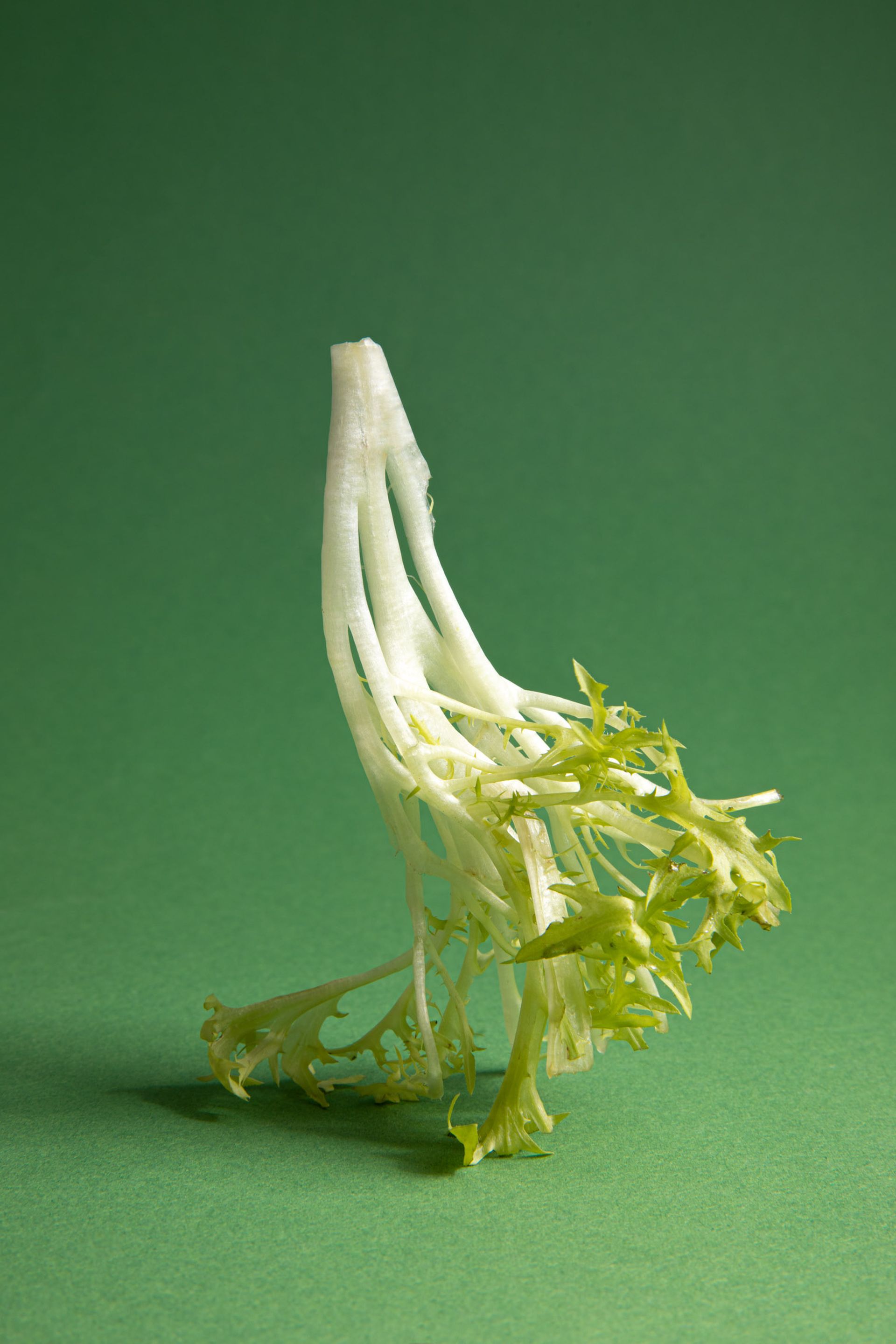 Everything to Know About Cooking and Shopping for In Season Frisée ...
