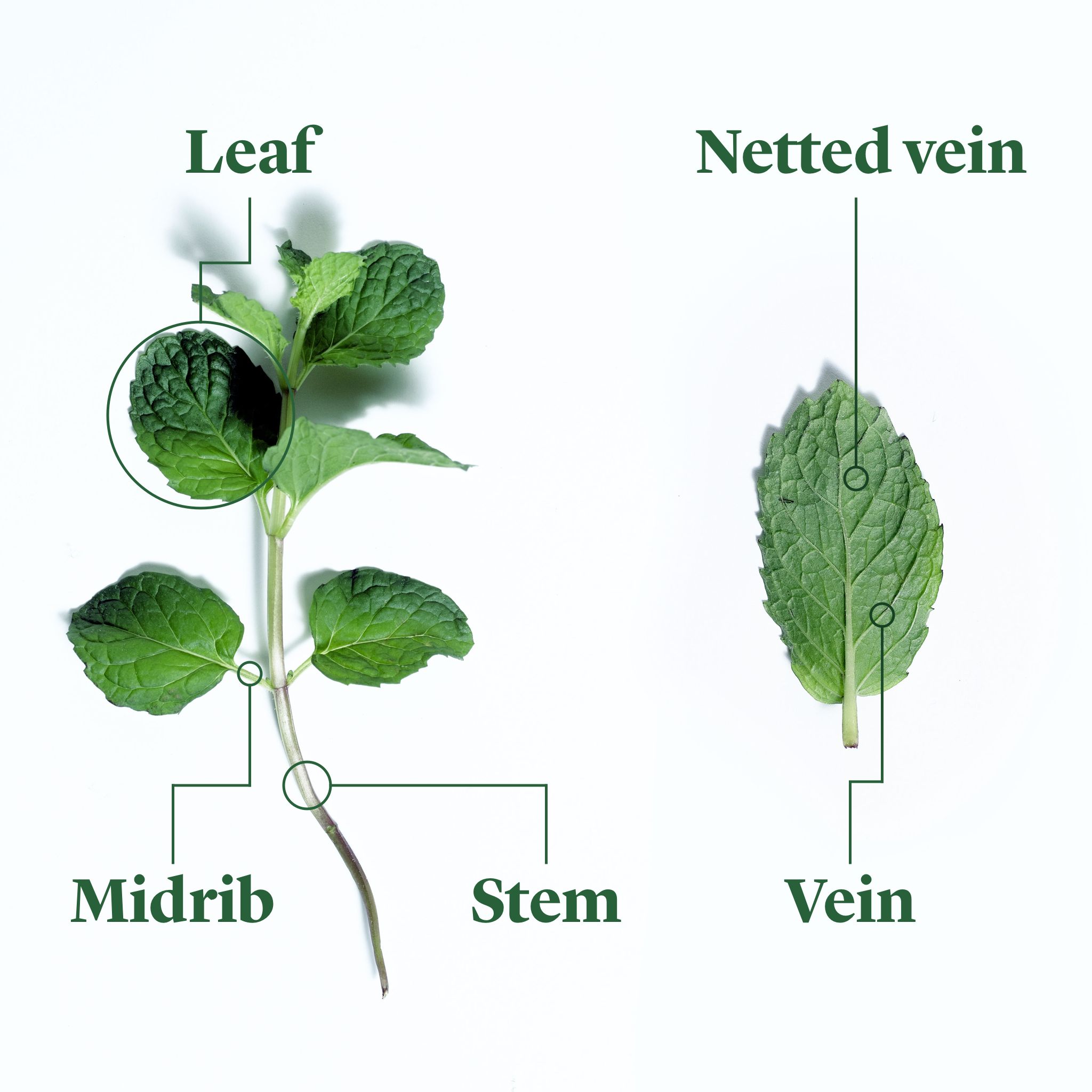 Everything You Need to Know About Cooking and Shopping for In Season ...