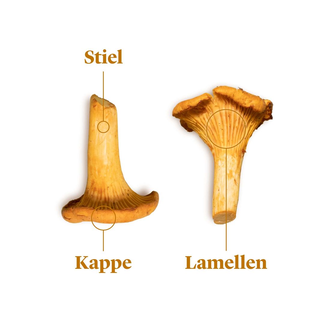 Jetzt in Saison: Pfifferlinge richtig kaufen, lagern und zubereiten ...