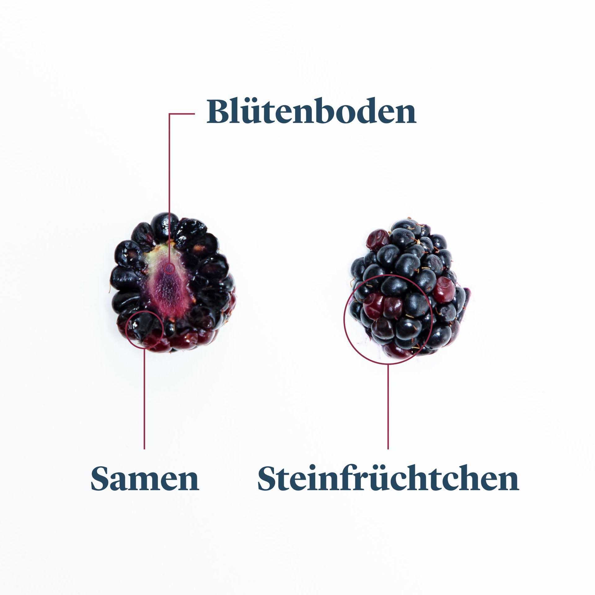 Jetzt in Saison: Brombeeren richtig kaufen, lagern und zubereiten ...