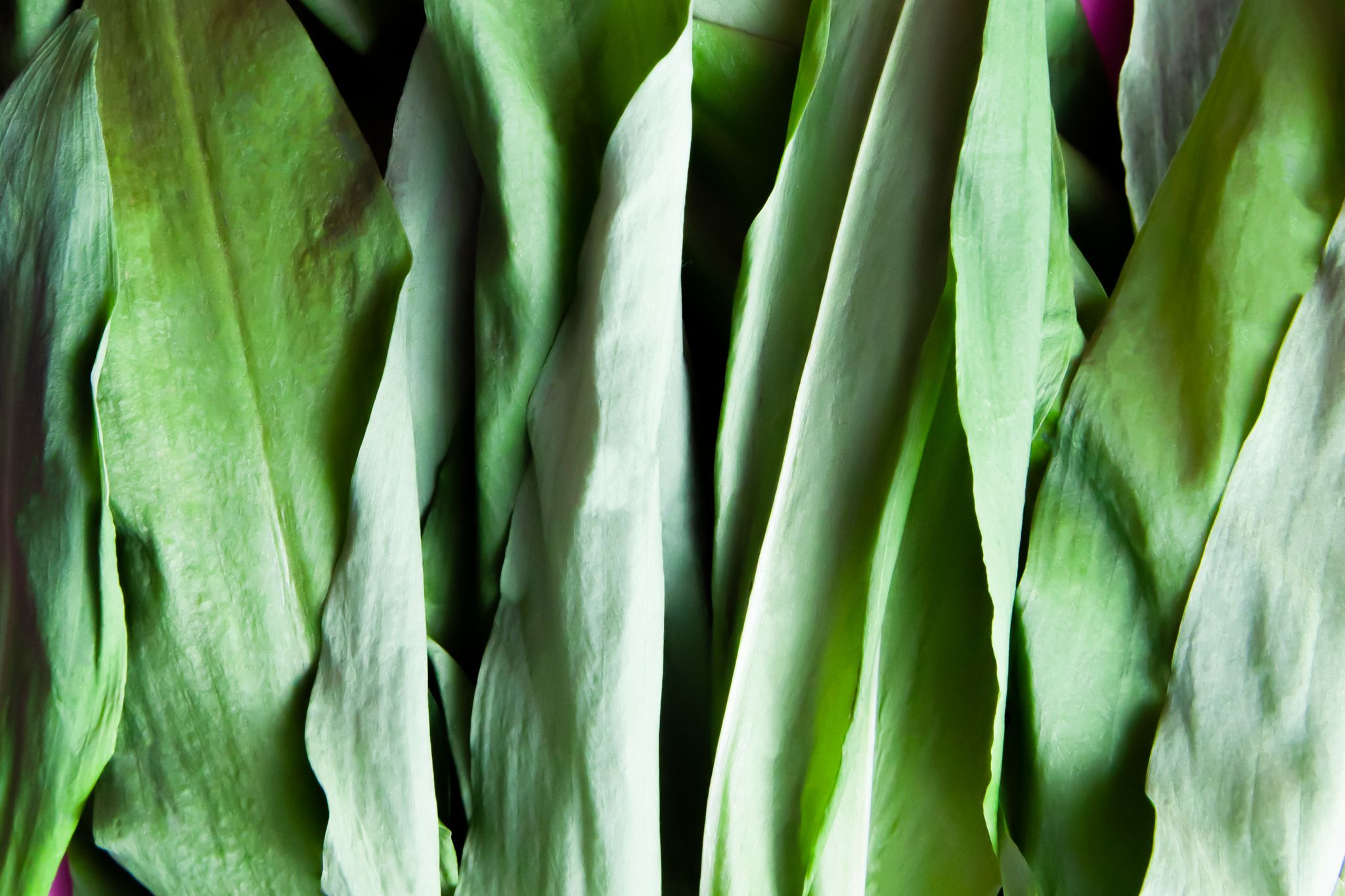 Everything You Need to Know About Preparing and Storing Wild Garlic ...