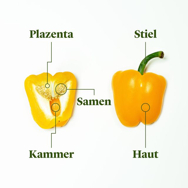 Jetzt in Saison: Paprika richtig kaufen, lagern und zubereiten | Stories | Kitchen Stories