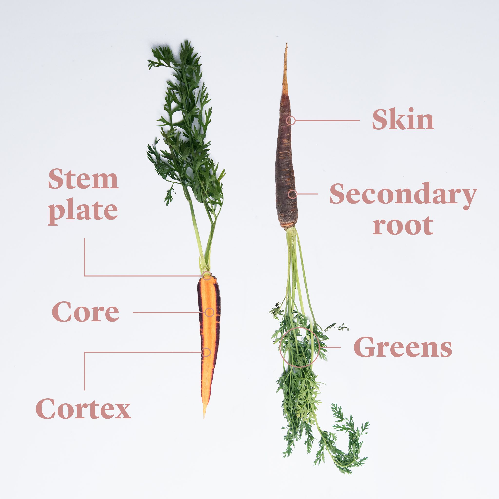 Everything to Know About Cooking and Shopping for In Season Carrots ...