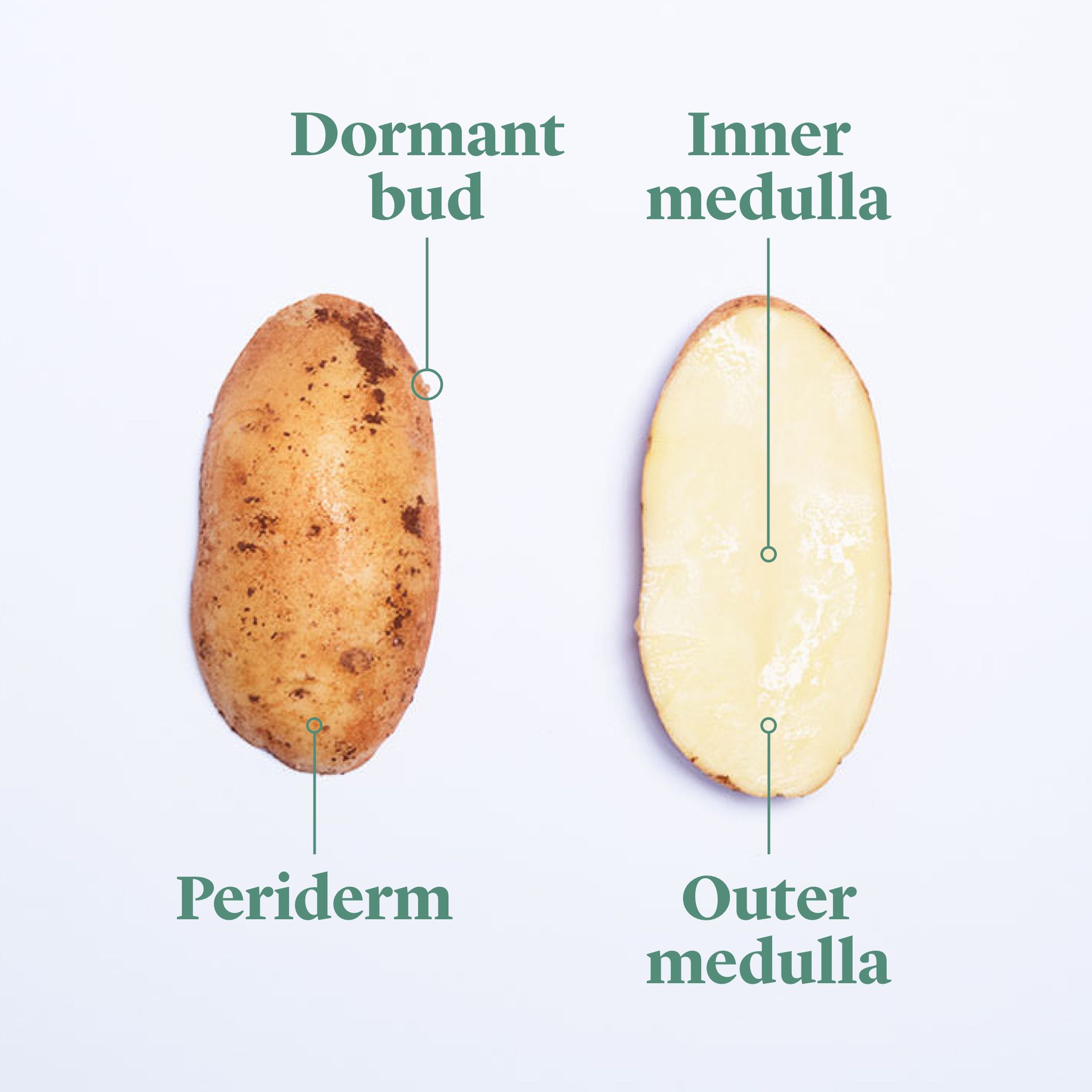 Everything to Know About Cooking and Shopping for In Season New ...