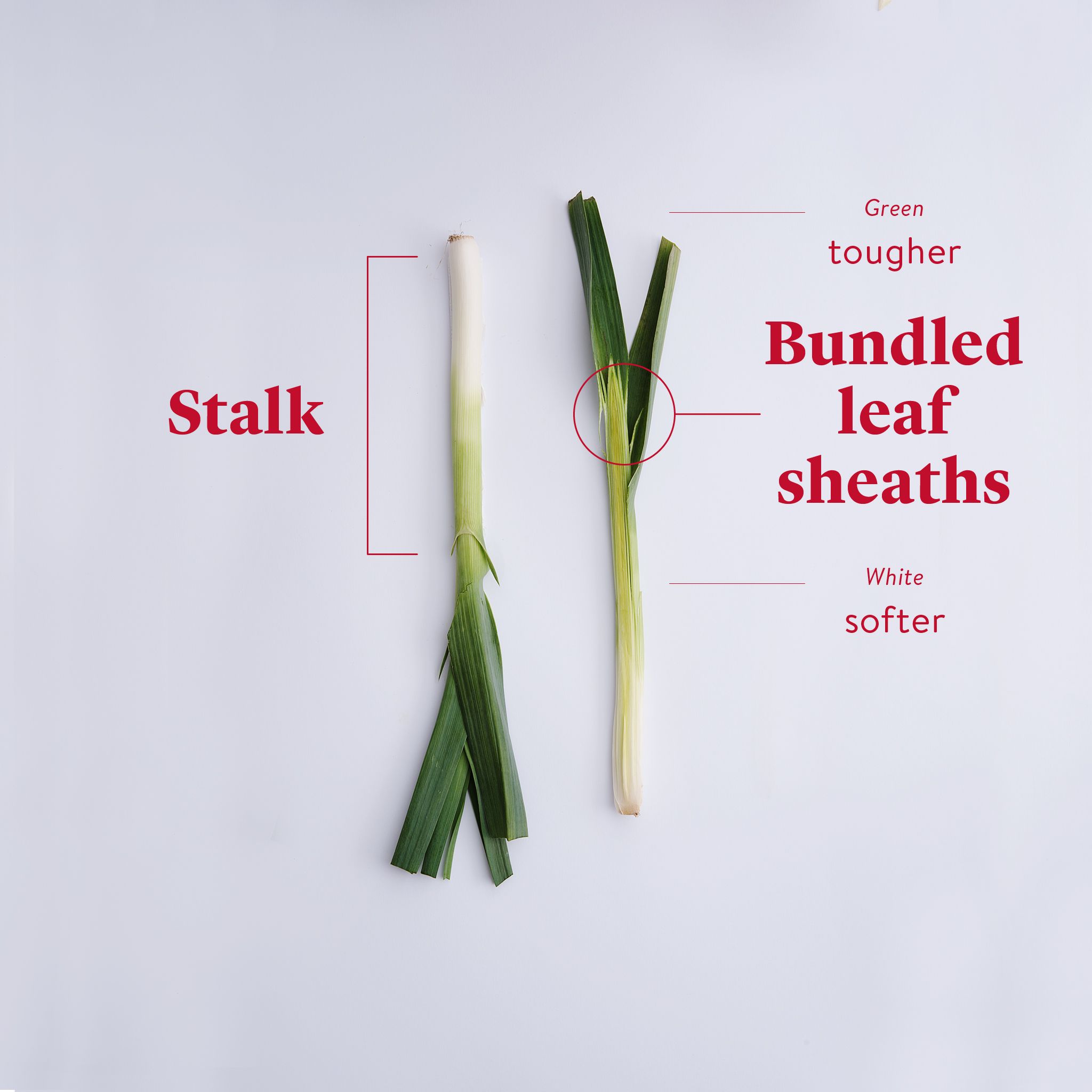 Everything to Know About Cooking and Shopping for In Season Leeks ...