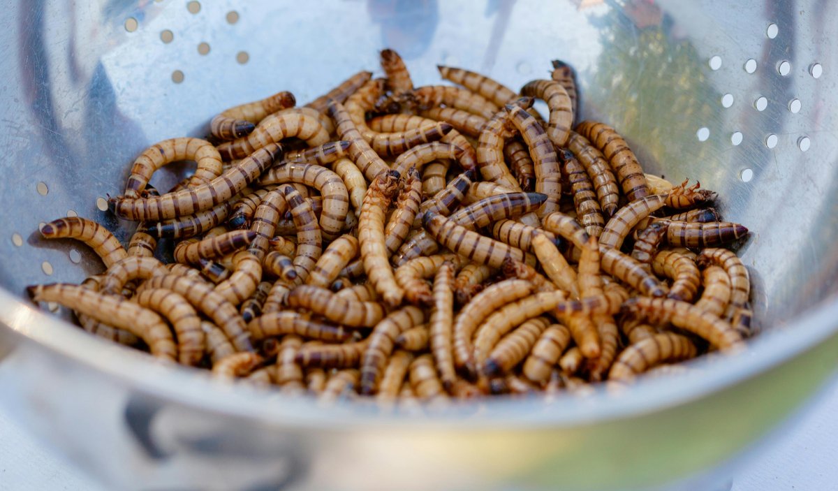 Mealworms in Our Food: EU Approves Insect Powder from February 10 ...