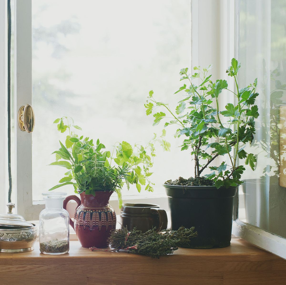 How to Grow Herbs on Your Windowsill | Stories | Kitchen Stories