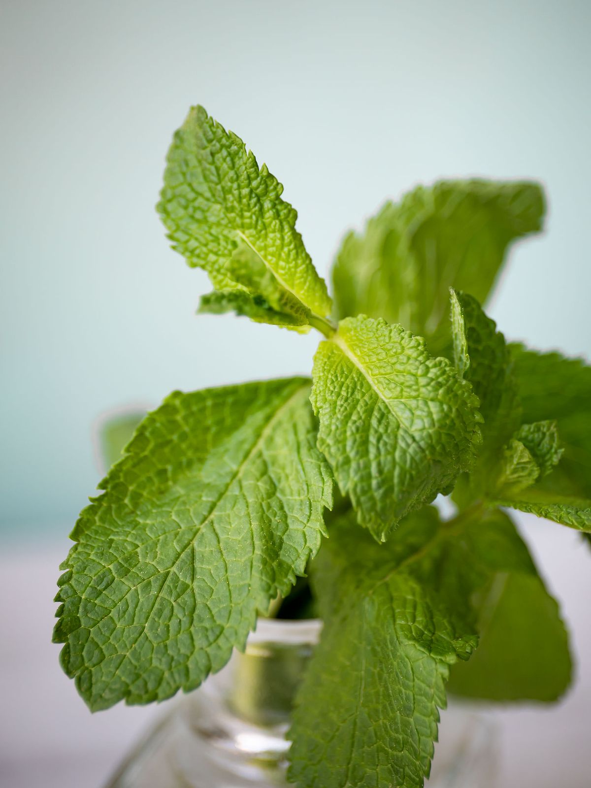 5 Little-Known Spring Herbs That Belong in Your Kitchen | Stories ...