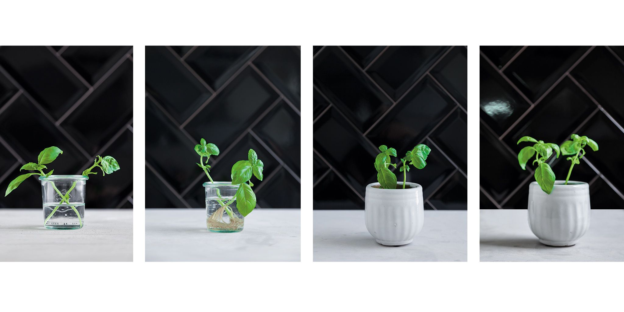 How to Regrow Herbs and Vegetables in the Kitchen | Stories | Kitchen ...