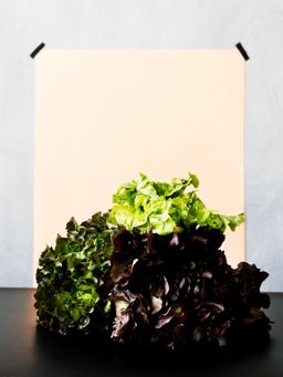 The Ultimate Guide to Using Salad Leaves | Stories | Kitchen Stories