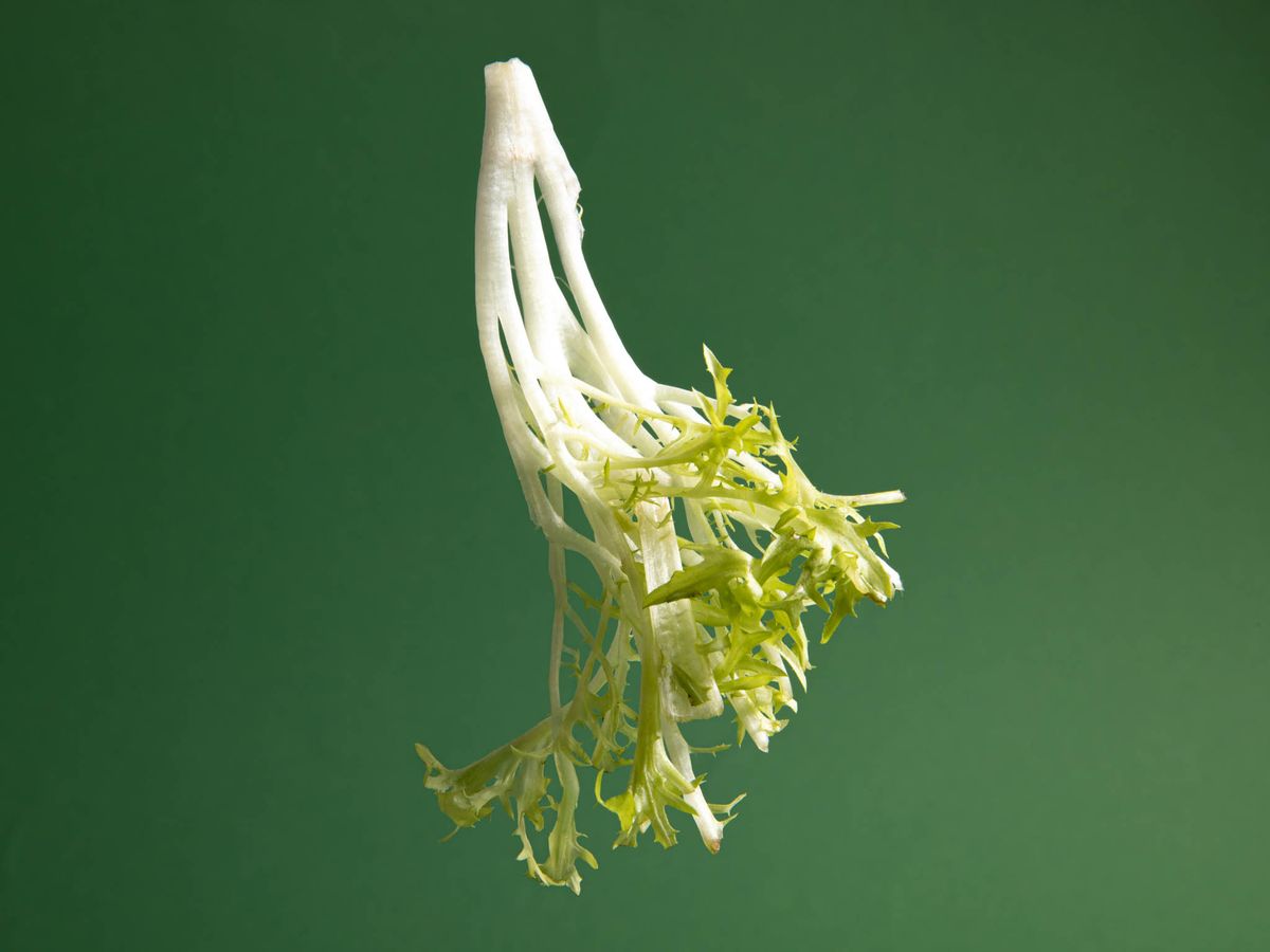 Everything to Know About Cooking and Shopping for In Season Frisée ...