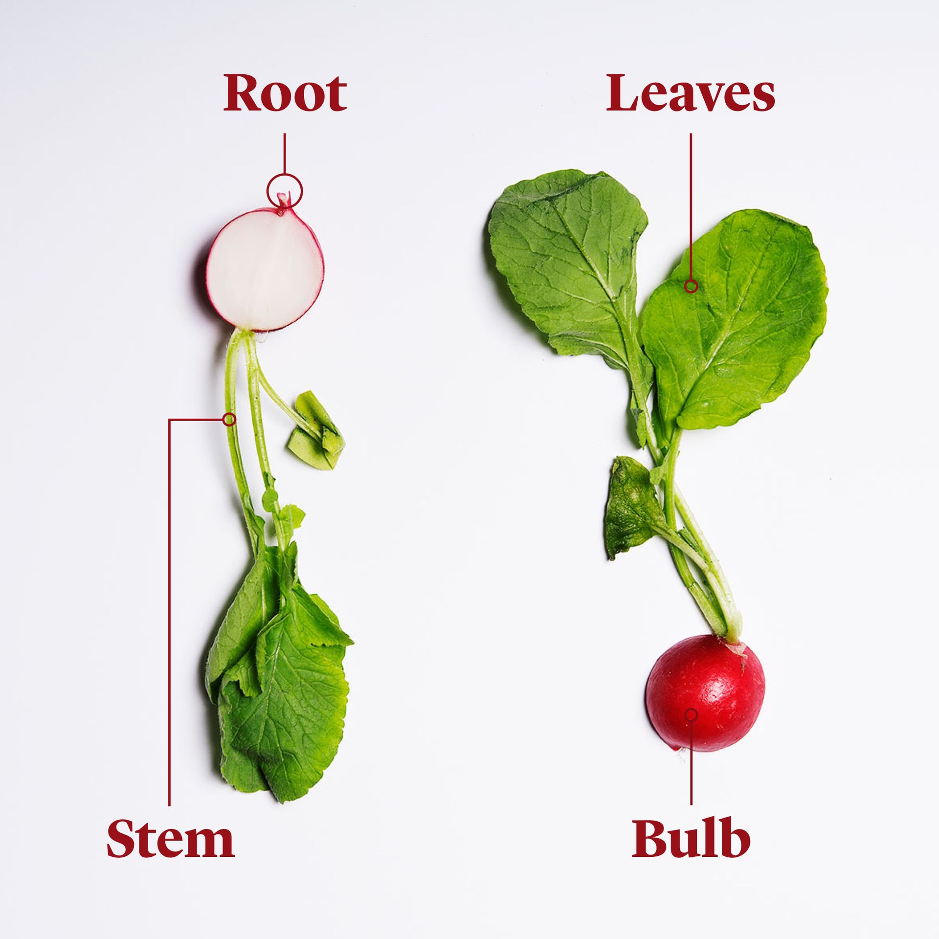 Everything to Know About Cooking and Shopping for In Season Radishes ...