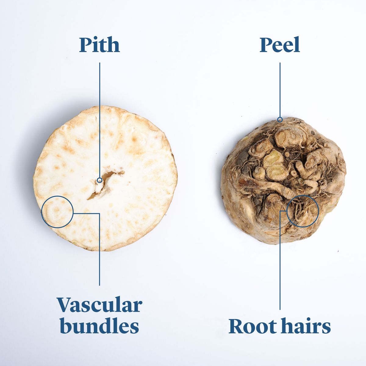 Everything to Know About Cooking and Shopping for In Season Celery Root ...