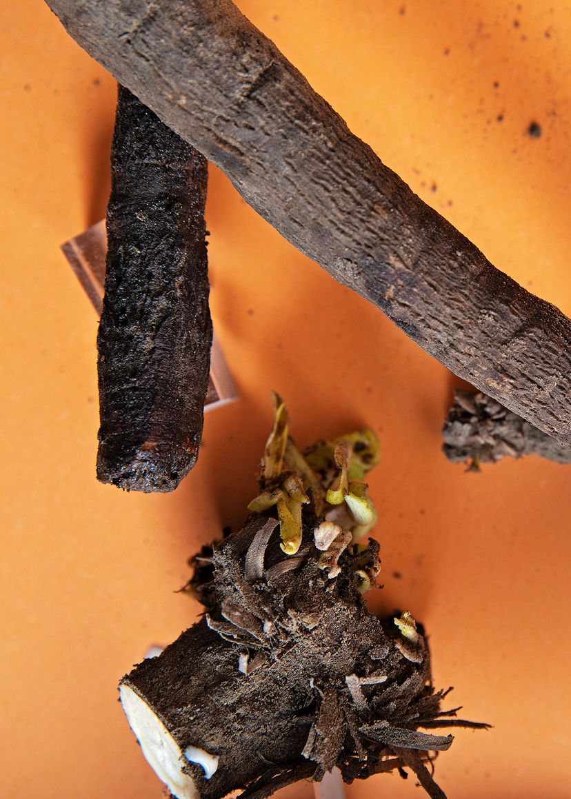 Now in Season: Buying, Storing, and Preparing Black Salsify Properly ...