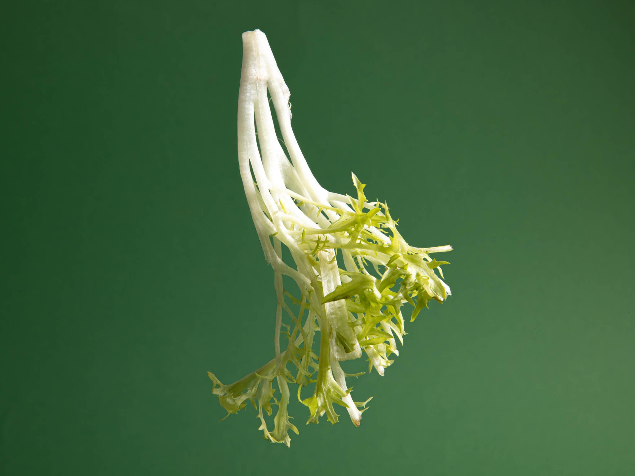 Everything to Know About Cooking and Shopping for In Season Frisée ...