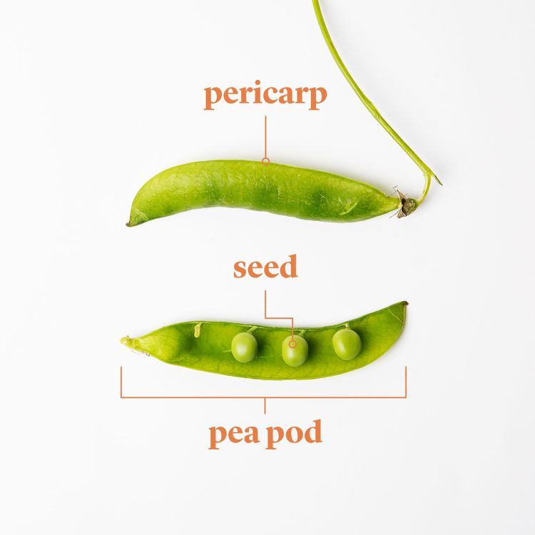 Everything to Know About Cooking and Shopping for In Season Peas ...