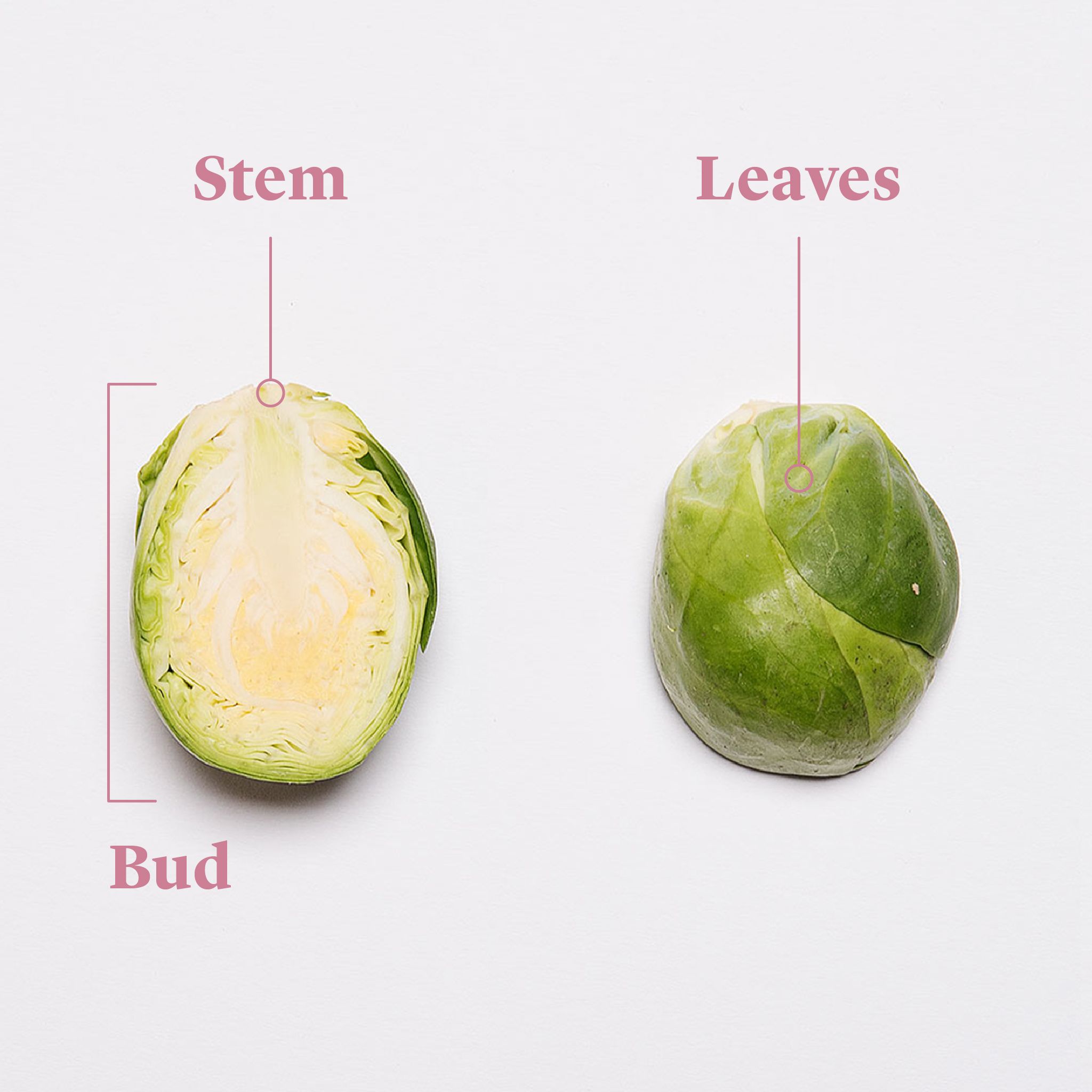 Everything to Know About Cooking and Shopping for In Season Brussels ...