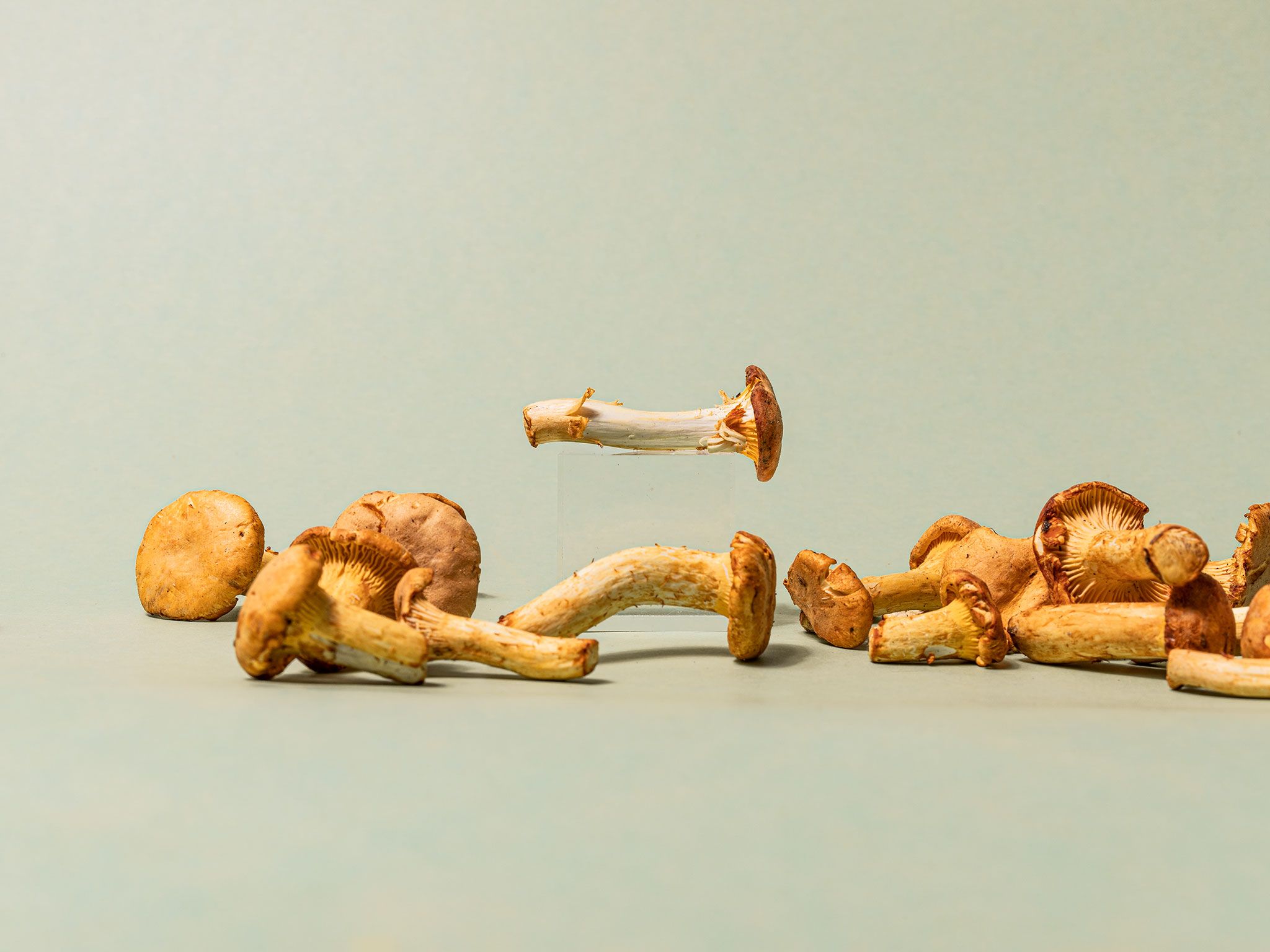 Jetzt in Saison: Pfifferlinge richtig kaufen, lagern und zubereiten ...