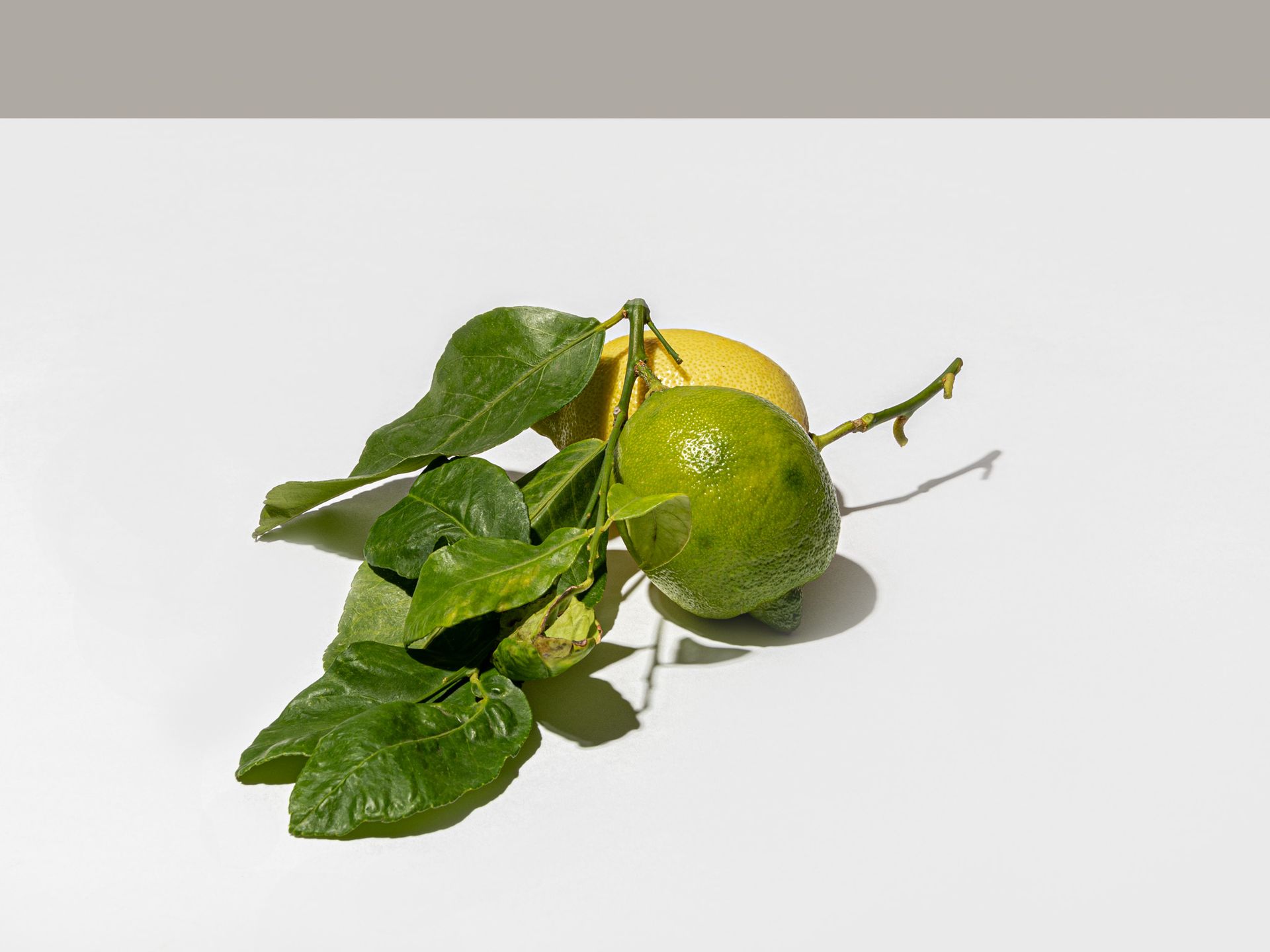 Everything You Need to Know About Preparing and Storing In Season Lemon ...